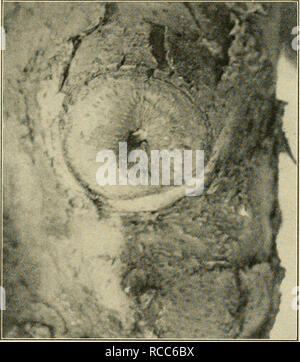 . Diseases of economic plants. Plant diseases. 184 Diseases of Economic ...
