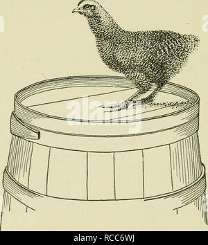 . Diseases of domesticated birds. Poultry; Poultry; Birds. CHAPTER X ...