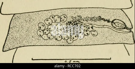 . Fig. 24. Segment of Davainea echino- bothrida showing the ...