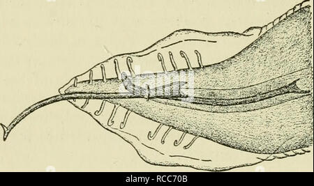 . Diseases of domesticated birds. Poultry; Poultry; Birds. CHAPTER X ...