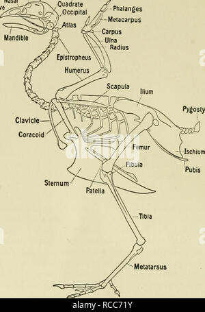 . Metatarsus Fig. 1. The skeleton of the fowl. (Bradley) The thoracic ...