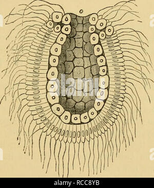 Cross Section Of A Typical Sponge