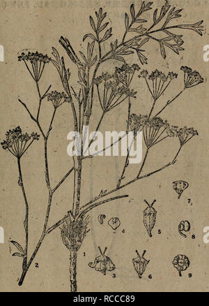 Saposhnikovia divaricata Turcz Schischk Saposhnikovia divaricata Turcz ...