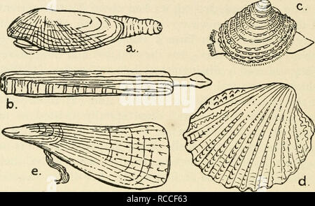 . a-j Fig. 19.—Some British Marine Bivalve Molluscs. which bores into ...