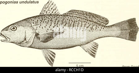 . 8 cm (from Goode 1884) Common Name: spotted seatrout Scientific Name ...