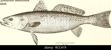 . 8 cm (fromGoode 1884) Common Name: spotted seatrout Scientific Name ...