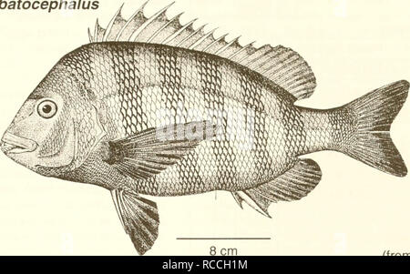 . (from Goode 1884) Common Name: sheepshead Scientific Name ...