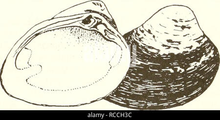Atlantic Rangia (Rangia cuneata) Mollusca Stock Photo - Alamy
