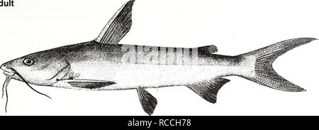 . Hardhead catfish Arius felis Stock Photo - Alamy