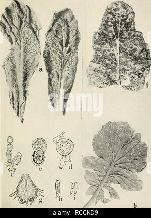 . Fig. 33. Diseases of the Cauliflower and Radish. a. Spot disease of ...