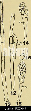 . The diseases of the sweet pea ... Sweet peas. 16 a parallel series of ...