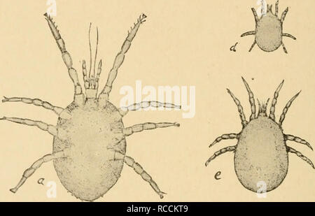 Dermanyssus gallinae, red or poultry mite Stock Photo - Alamy