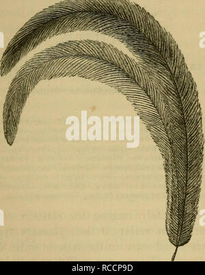 A single rhea bird in a natural habitat Stock Photo - Alamy