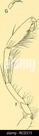 . Fig. 6. Eucopia linguicauda sp.n. A, anterior end in dorsal view, x ...
