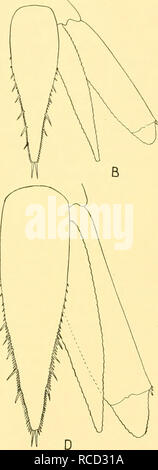 . Fig. 4. Eucopia ungniculata (W.-Suhm) (A, B). A, anterior end of male ...