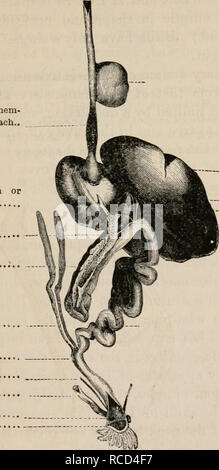 Digestive system of the common fowl Stock Photo - Alamy