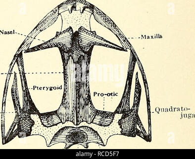 . Occipital condyle- ; I Fo-amen magivj FiG. 15.—Dorsal view of Skull ...