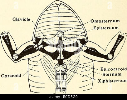 . Coracoid Epicoracoid Sternum Xiphisternum Fig. 4.âPectoral Girdle of ...