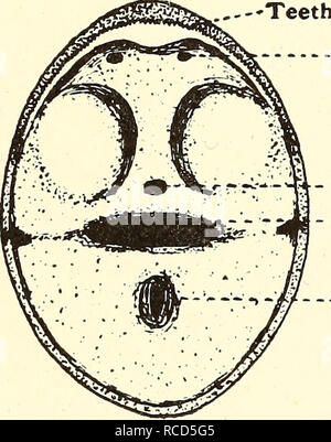 . Dissection of the platana and the frog. Xenopus laevis; Rana ...