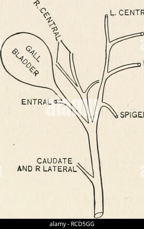 . L. CENTRAL, L. LATERAL L. LATERAL SPIGELIAN, CAUDATE AND R LATERAL ...