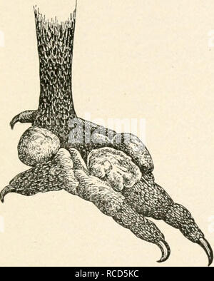 Pigeon eating from person's hand near street, Boston Common , Pigeons ...