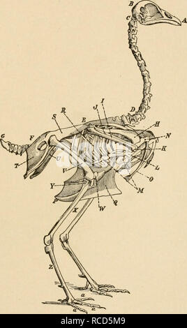 . Fig-. 57.—Skeleton of fowl. A, B, head; CD, vertebrae of the neck ...