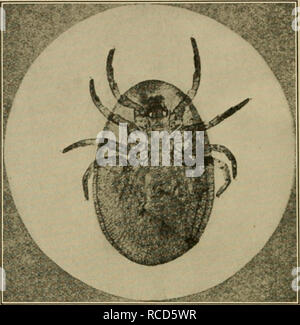 . Fig. 49. —The poultry tick, Argas persicus. Adult c'ntral view ...