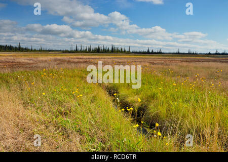 Salt Plains water channel, Wood Buffalo National Park, Alberta, Canada ...
