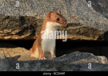 A stoat, or short-tailed weasel hunting for food in a pile of Stock ...