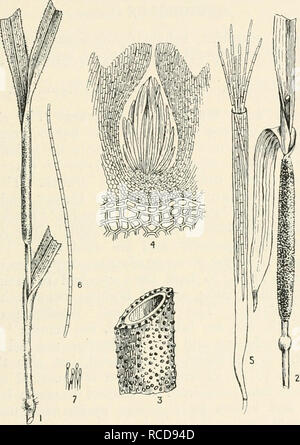 . Fig. 65.—Epichloe typhina. i, fungus or leaf-sheath oiHolcus mollis ...