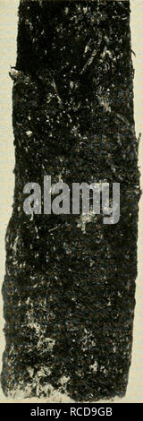 . Fig :)7 RosELLiNiA BuNODES: Perithecia : X i Stock Photo - Alamy