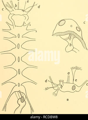 . Fig. 73. Decolopoda australis. Eights: A. Central nervous system: x ...