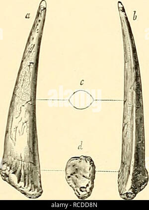 The dinosaurs of North America, Washington, Govt. Print, 1896 ...