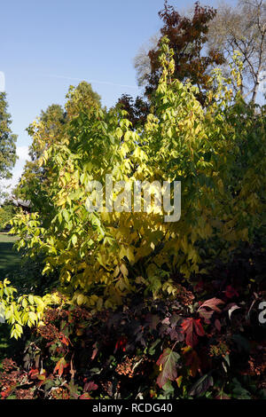 CORNUS SERICEA SUNSHINE. DOGWOOD. CORNEL. IN AUTUMN Stock Photo - Alamy