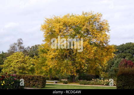 Acer negundo 'Winter Lightning' Winter Lightning Box Elder Maple ...