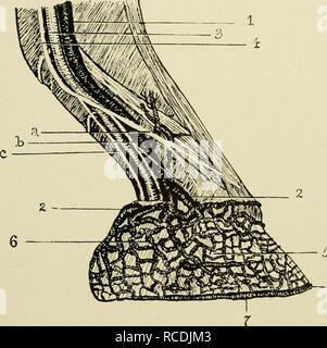 . Diseases of the horse's foot. Horses; Hoofs -- Diseases; Horses ...