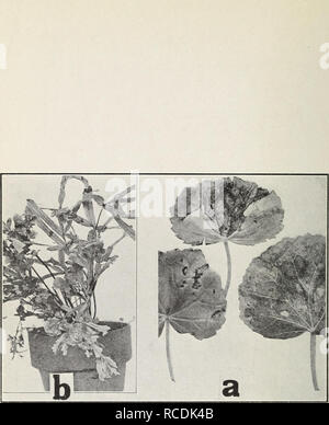 . Fig. 5. Leaf Blight Nematode. a. Infected begonia foliage, b. the ...
