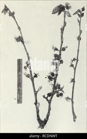 Blossom end rot on young courgette Stock Photo - Alamy