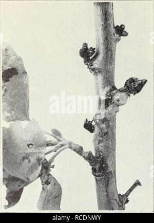 New Tender Apricot Leaves Stock Photo - Alamy