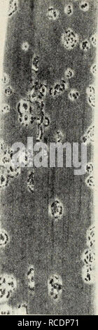 Iris rust (Puccinia iridis) pustules on stinking iris leaf Stock Photo ...