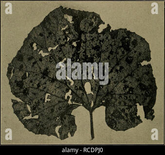 Fungous diseases of plants . Fig. 50. CoNiDiAL Stage, Fertilization ...