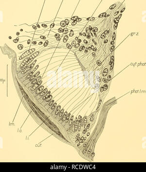 . 100^ Fig. 21. Section illustrating the structure of the pleopod ...