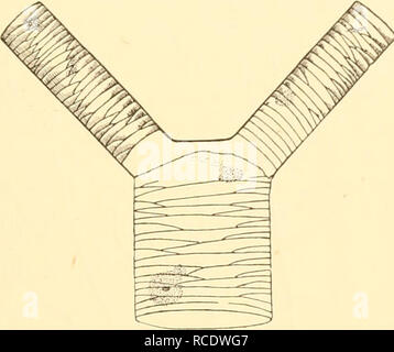 . Fig. 15- An auxospore of Dactyliosolen antarcticus. X500. SPORE ...
