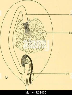 . Text-fig. 27. Swimbladder of Melamphaes megalops, seen (a) in fish ...