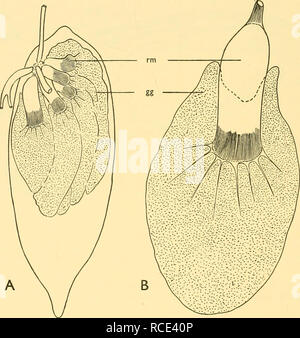. Text-fig. 24. Swimbladder of Neoscopelus macrolepidotus, seen (a ...