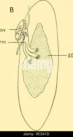 . Text-fig. 20. Swimbladders of Diaphus dofleini (a and b) and D ...