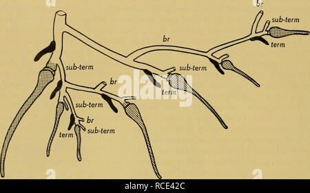 . PALPON JELLY-POLYP Text-fig. 26. Physalia physalis. Schematic drawing ...