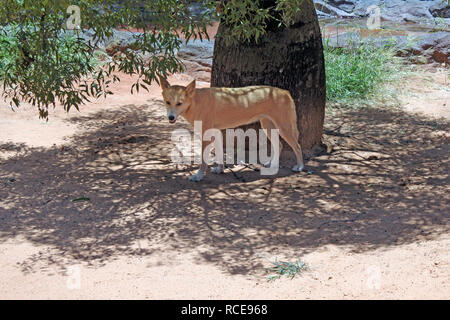 Australian dingo, in the wild, in the outback at camping area at Stock ...