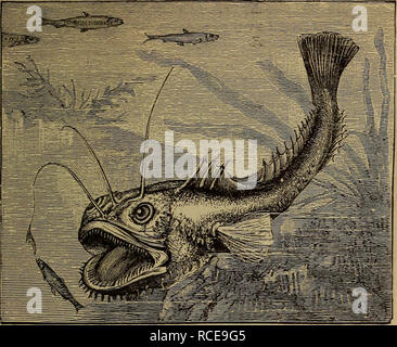 . Elements of zoölogy. Zoology. THE TRUE FISHES. 155 and over three ...