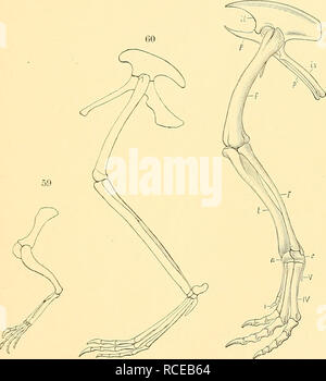 . Fig. 59—Diagram of left fore limb of Hallopus victor Marsh; seen from ...